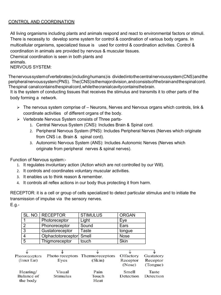 Control and Coordination | PDF | Neuron | Nervous System
