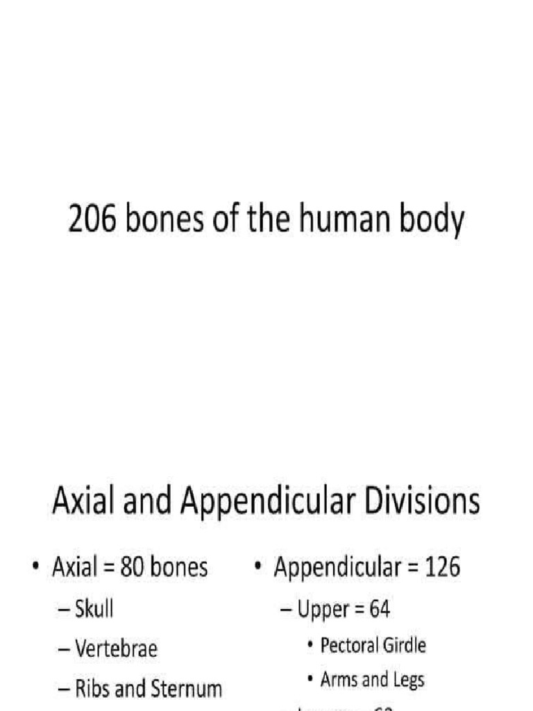 206 Bones of Human Body | PDF