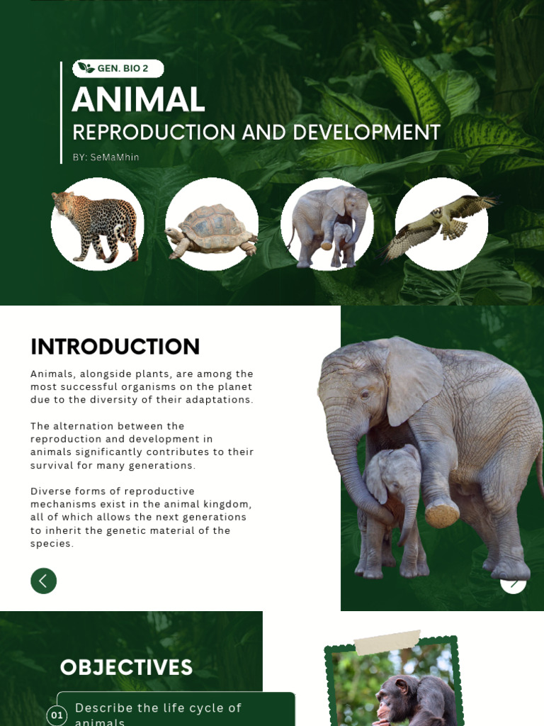 Animal Reproduction and Development | PDF | Embryo | Blood