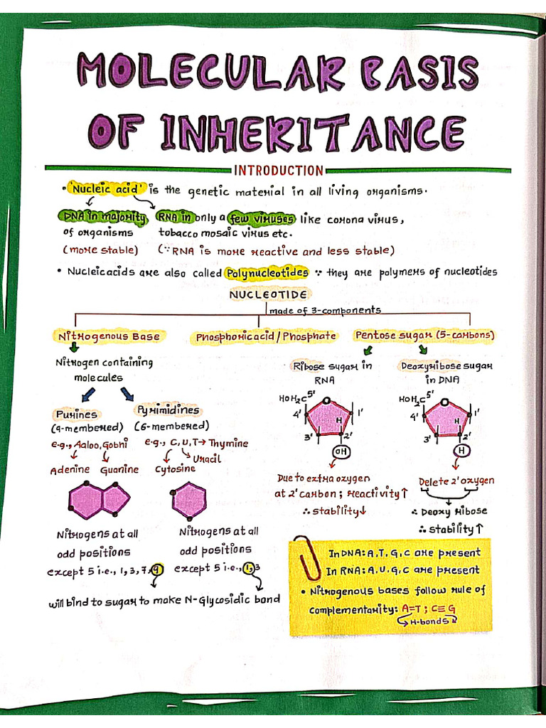 Molecular Basis of Inheritance | PDF