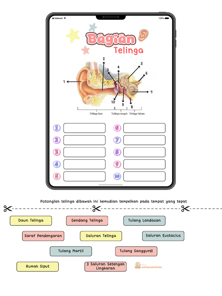 Bagian-Bagian Telinga Manusia | PDF