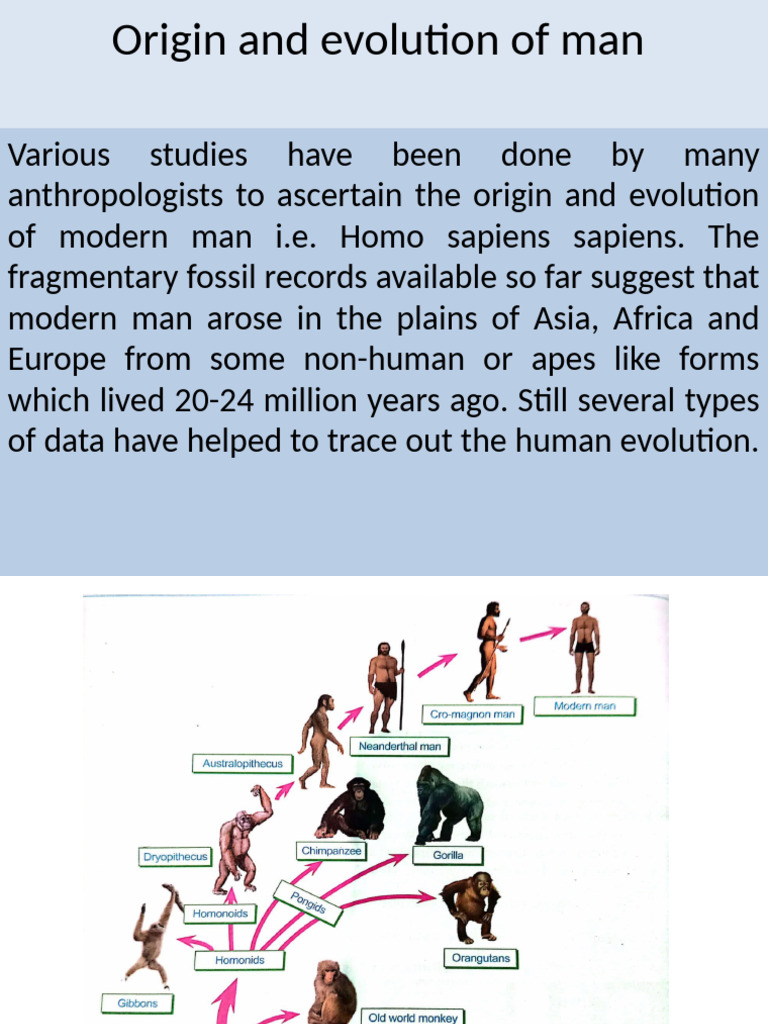 Origin and Evolution of Man | PDF | Hominidae | Homo