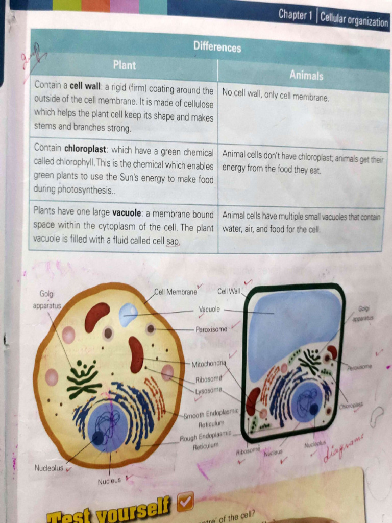 Plant and Animal Cell Differences | PDF