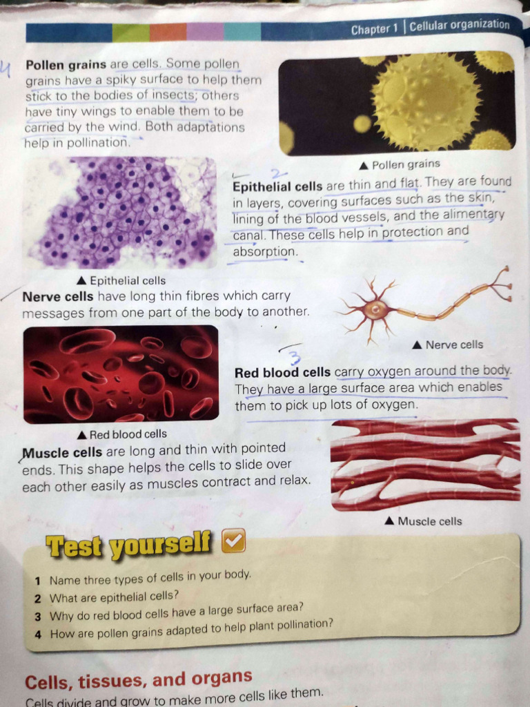 Cell Types | PDF