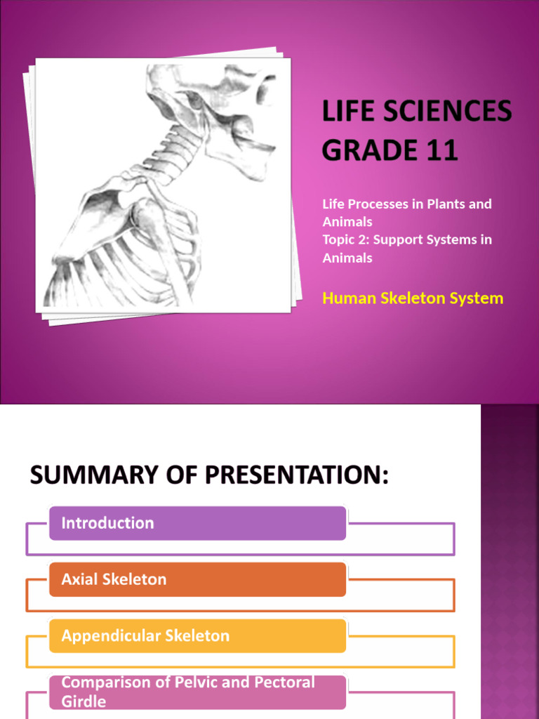 Human Skeleton Grade 11 | PDF | Vertebra | Skull