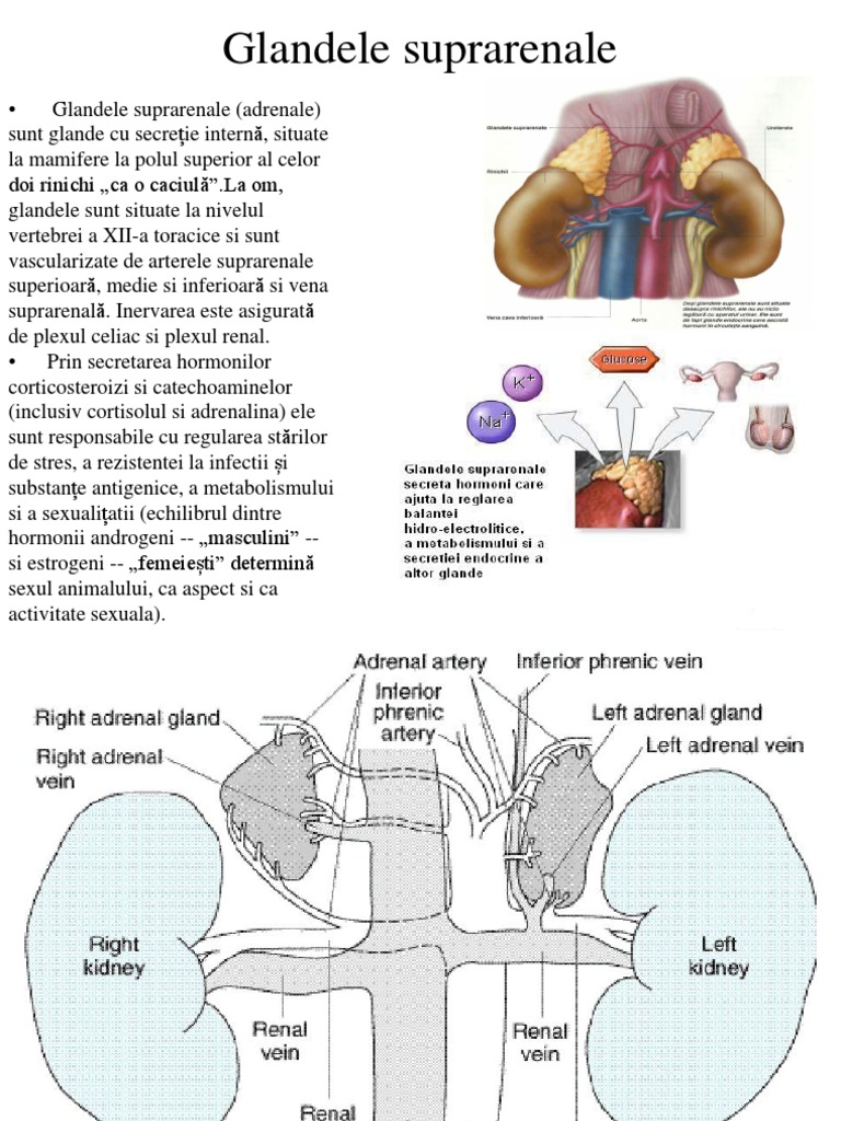 Glandele Suprarenale | PDF