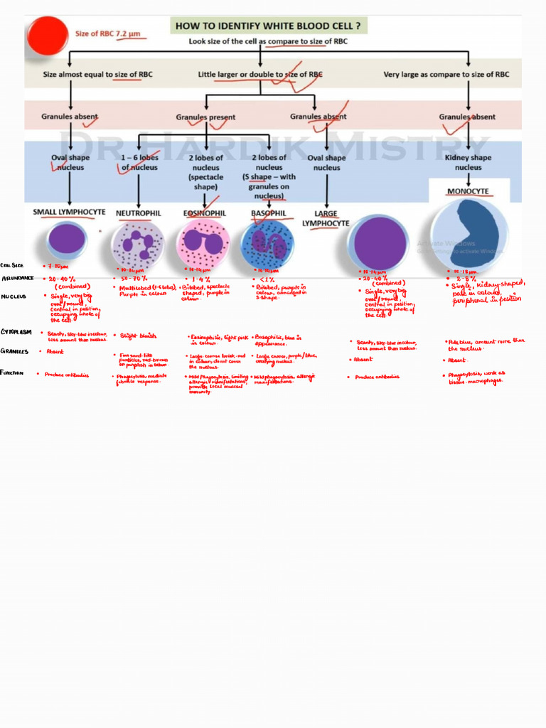 Types of WBC, ECG - 250811 - 095214 | PDF