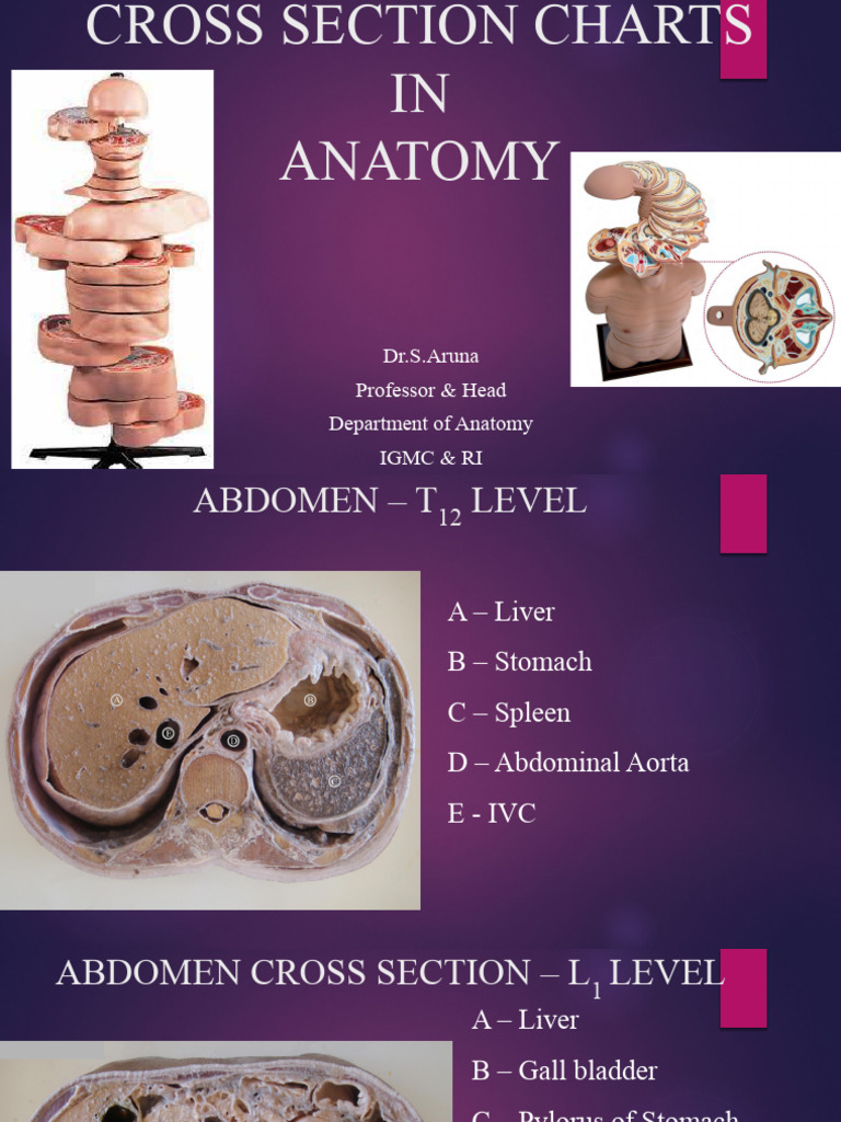 5.cross Section Charts | PDF | Aorta | Abdomen