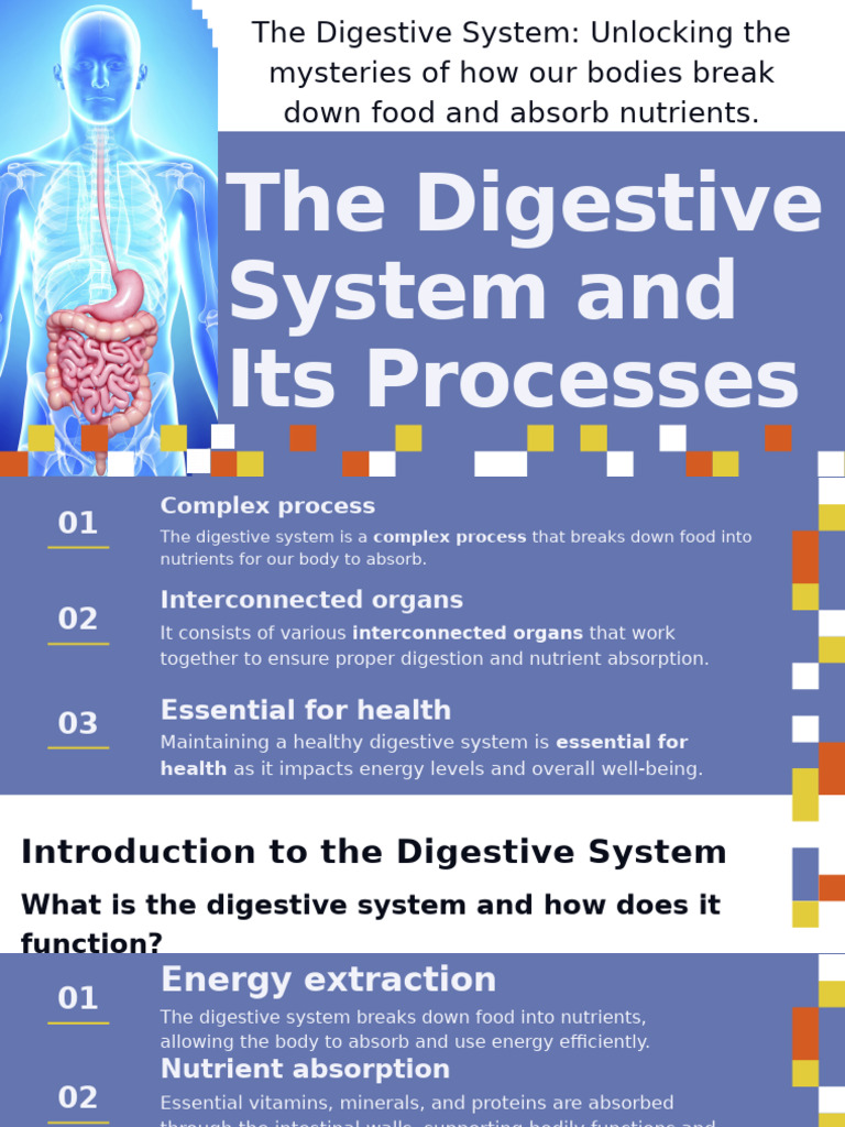 Understanding the Digestive System | PDF | Digestion | Gastrointestinal ...