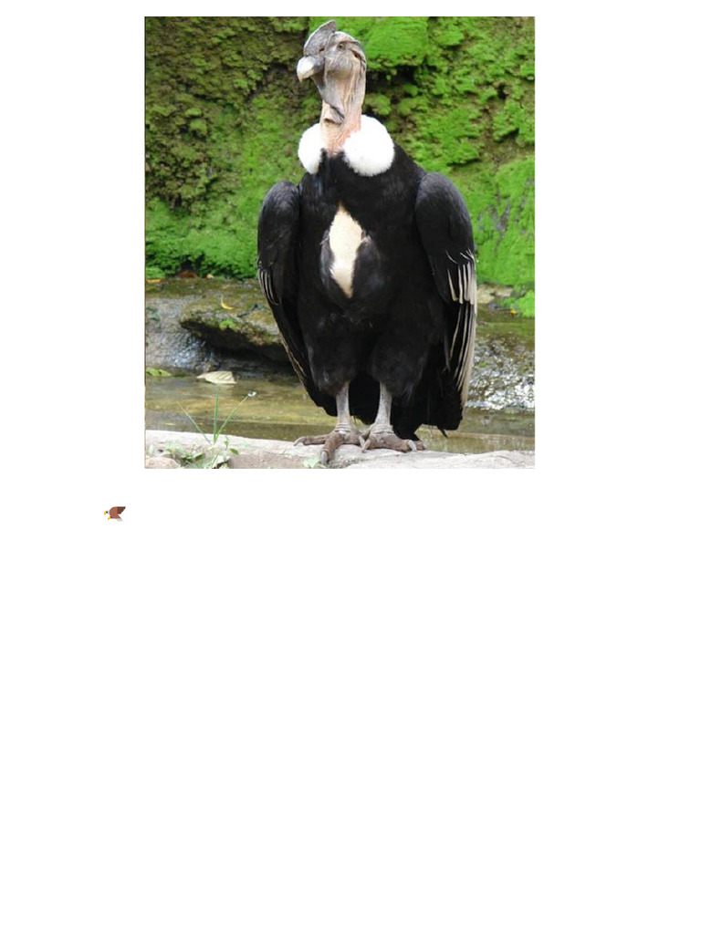 ? Short Condor Presentation | PDF