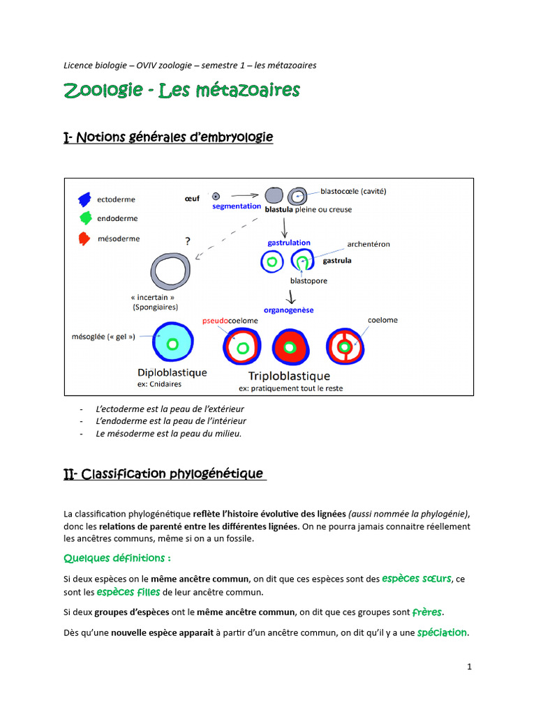 Métazoaires : Classification et Caractères | PDF | Amphibiens | Mollusque