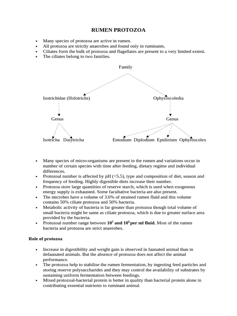 Rumen Protozoa | PDF