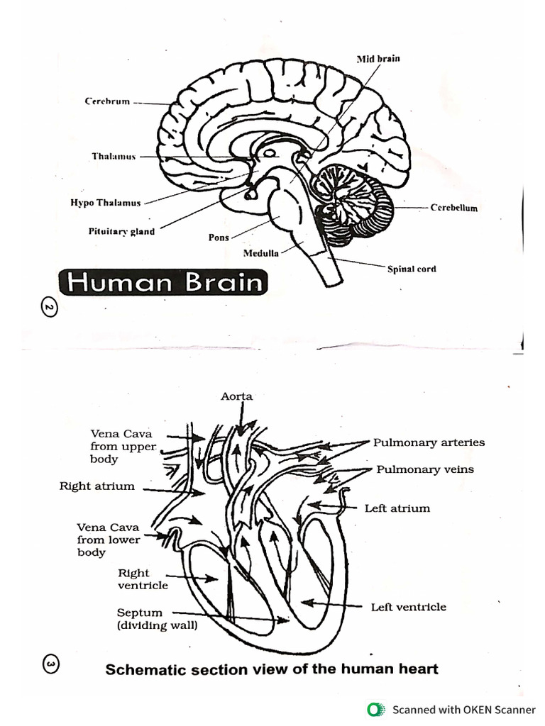 List of Science Diagrams For SSLC EXAM 2025-26 | PDF