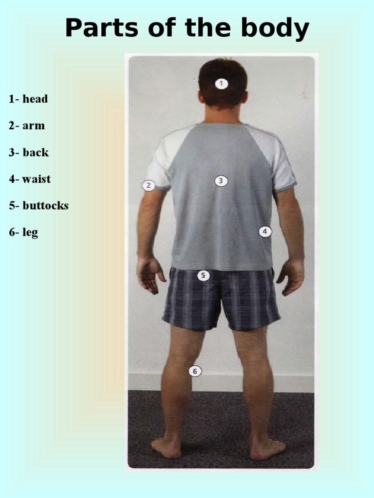 Body Parts and Physical Descriptions | PDF