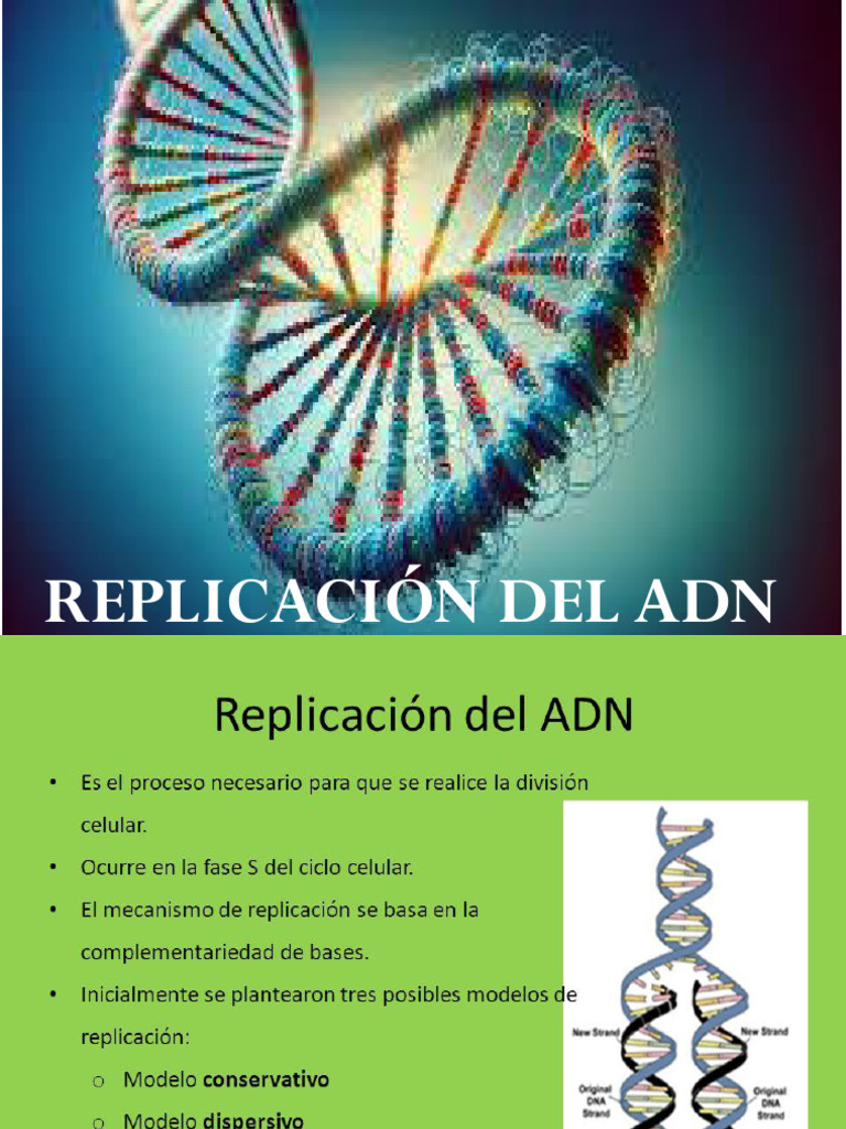 CLASE 20 - Ciclo Celular - Replicación de ADN | PDF | Replicación De Adn | Adn
