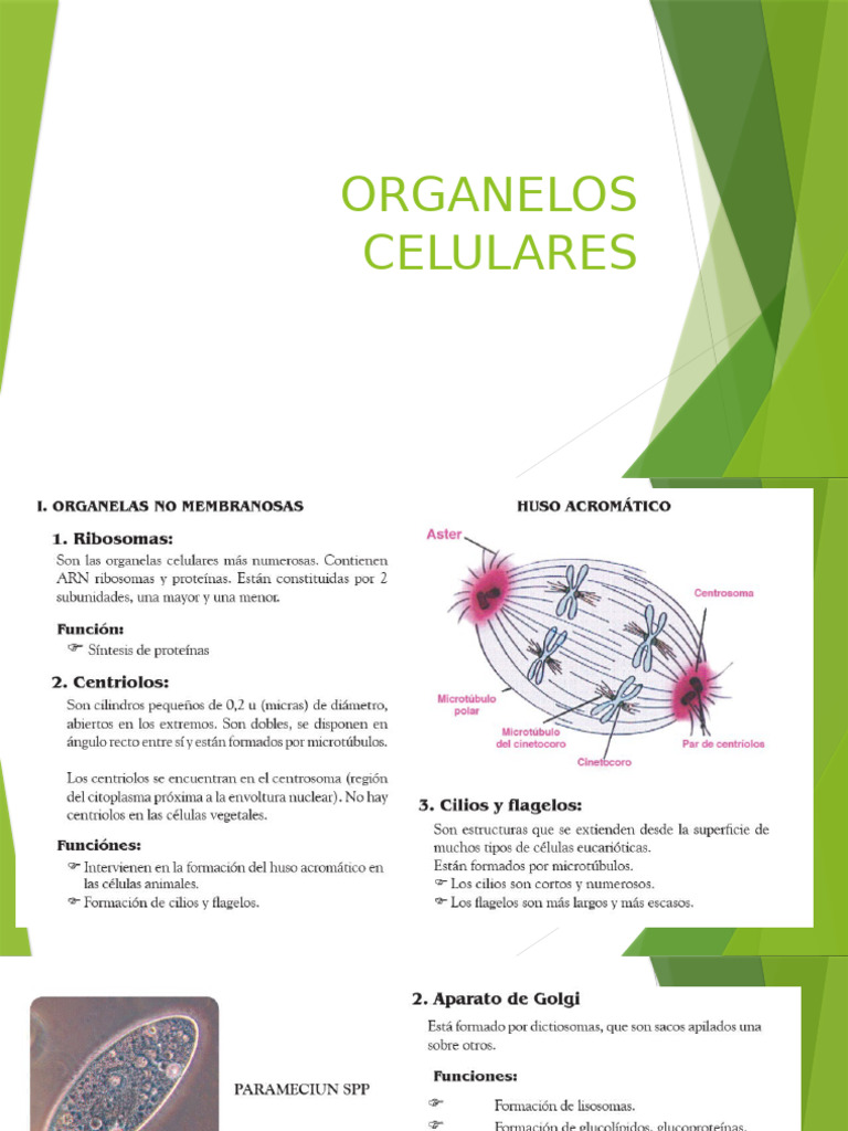 Organelos Celulares Biologia 3ero | PDF