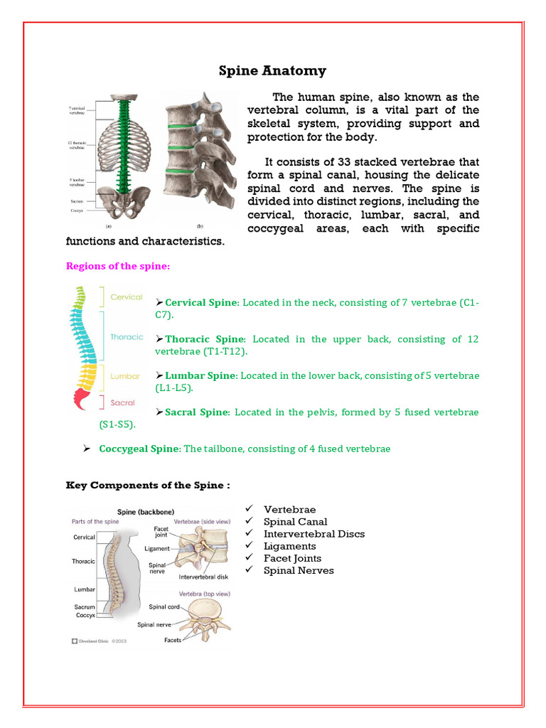 Spine Anatomy | PDF | Musculoskeletal System | Primate Anatomy