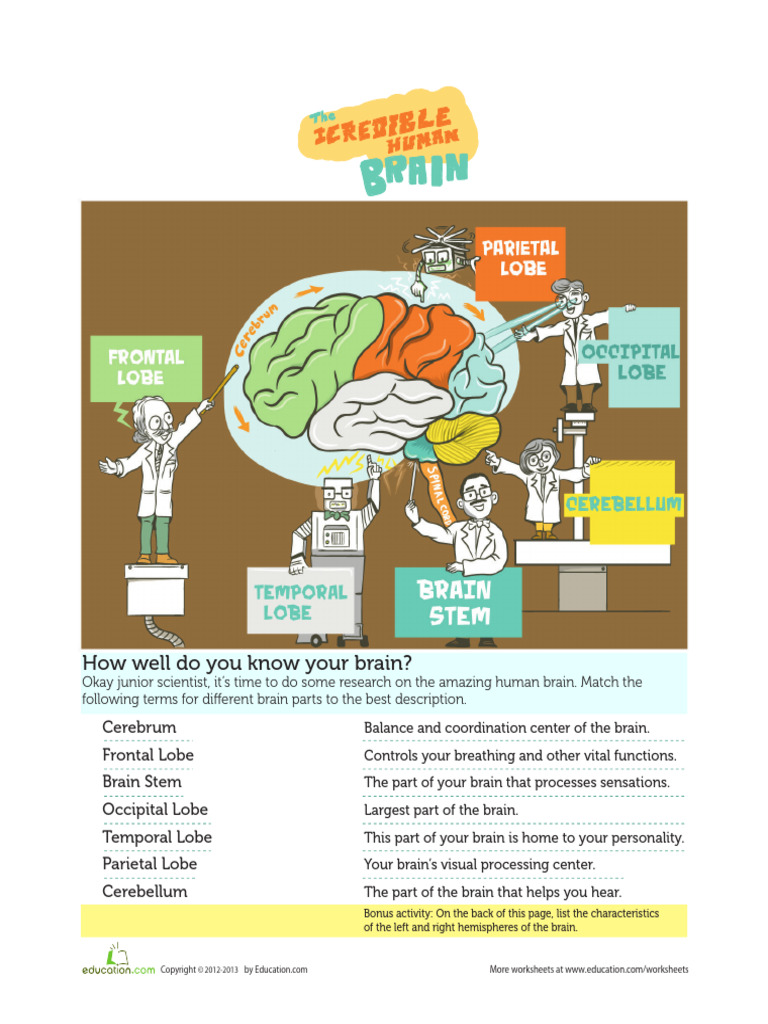 Brain Parts and Functions Guide | PDF