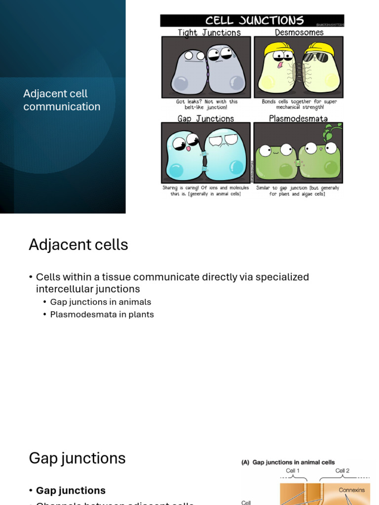 Communication in Adjacent Cells | PDF