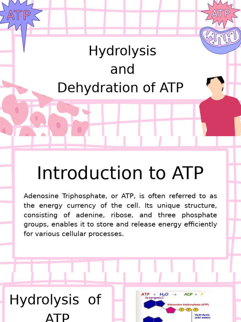 ATP Hydrolysis and Dehydration Synthesis | PDF