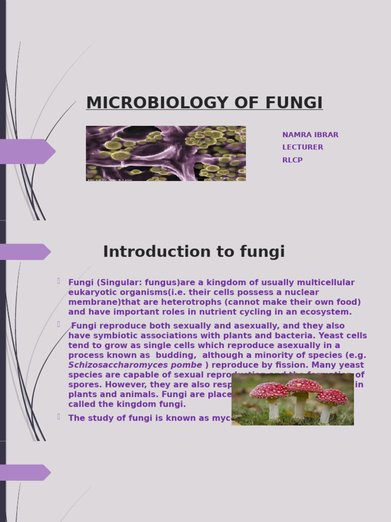 Characteristics and Classification of Fungi | PDF | Fungus | Yeast