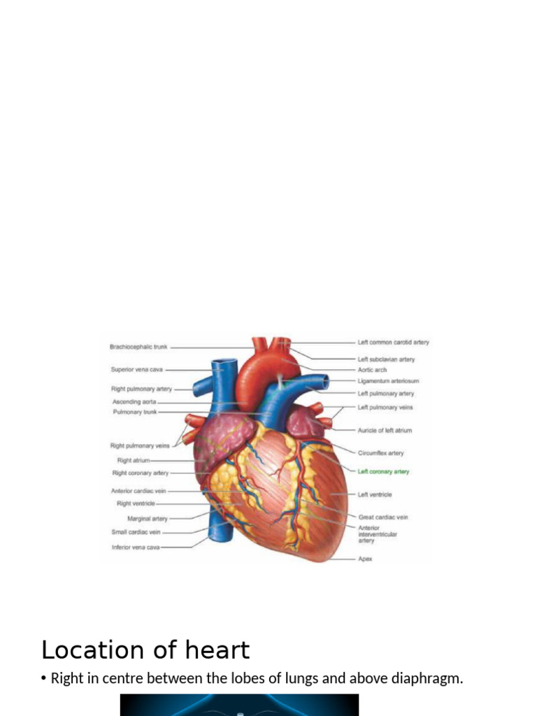 Structure of Heart | PDF