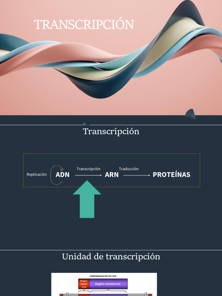 Proceso de Transcripción y Maduración del ARN | PDF | Rna | Messenger Rna