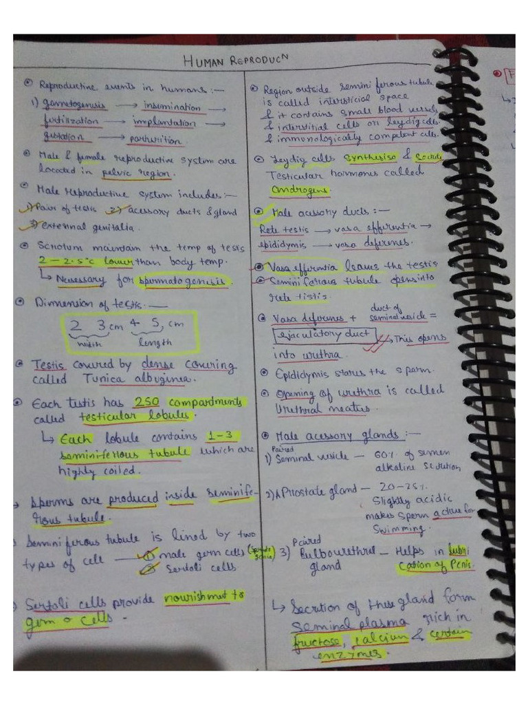 Human Reproduction NCERT Notes | PDF