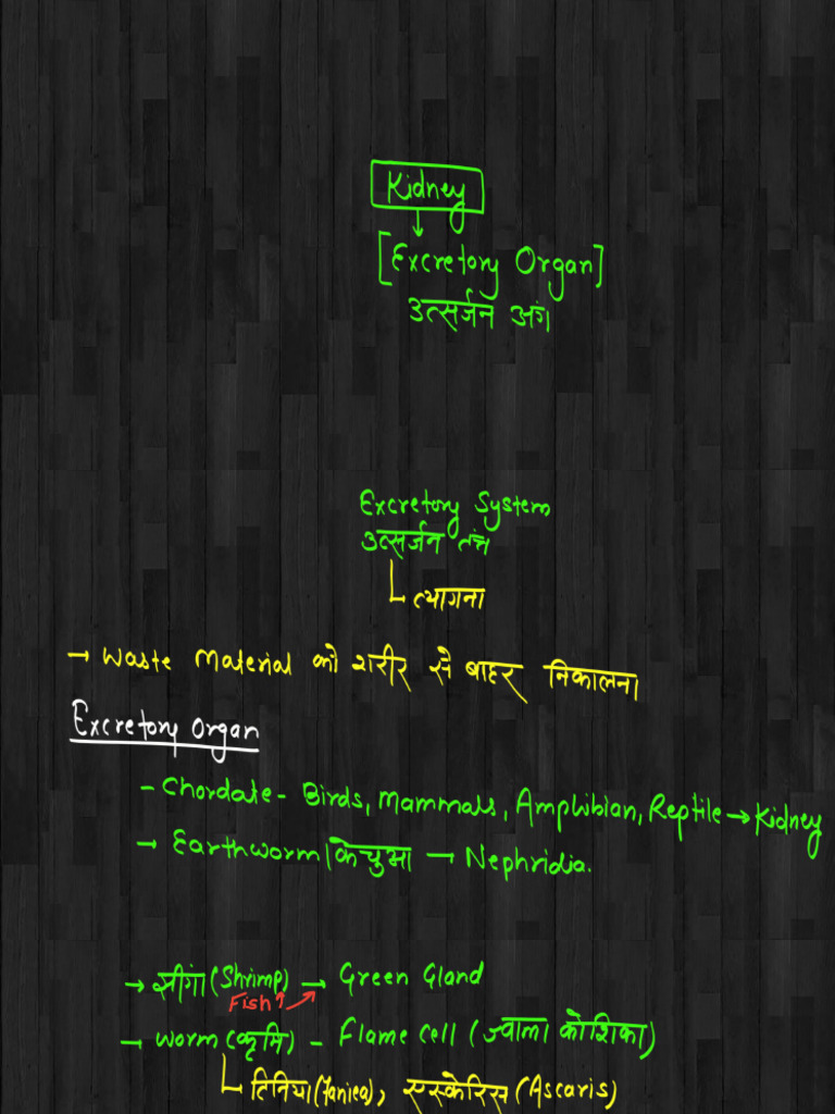 Excretory System (Full Human Excretory System Explained) | PDF