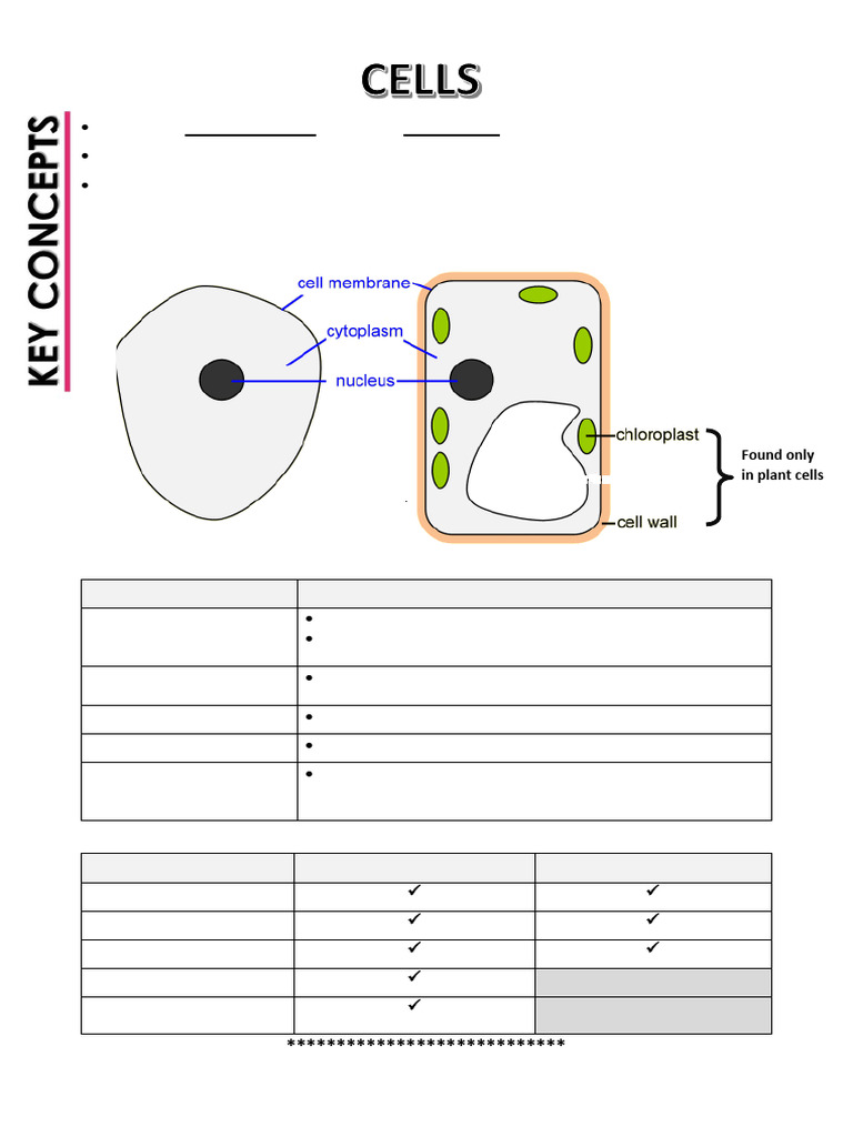Cell Structure and Functions Explained | PDF