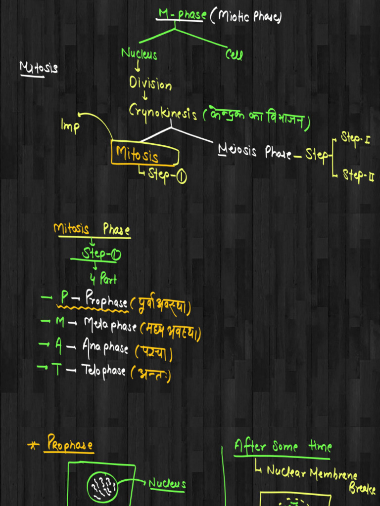 Cell Division - 2 (Full Detailed Notes) | PDF