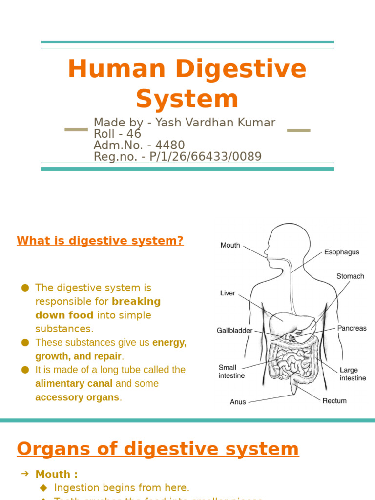 Untitled Presentation | PDF | Digestion | Human Digestive System