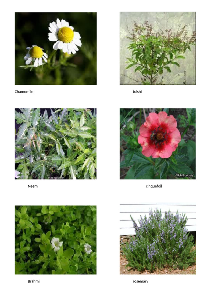 Flowers 21 | PDF