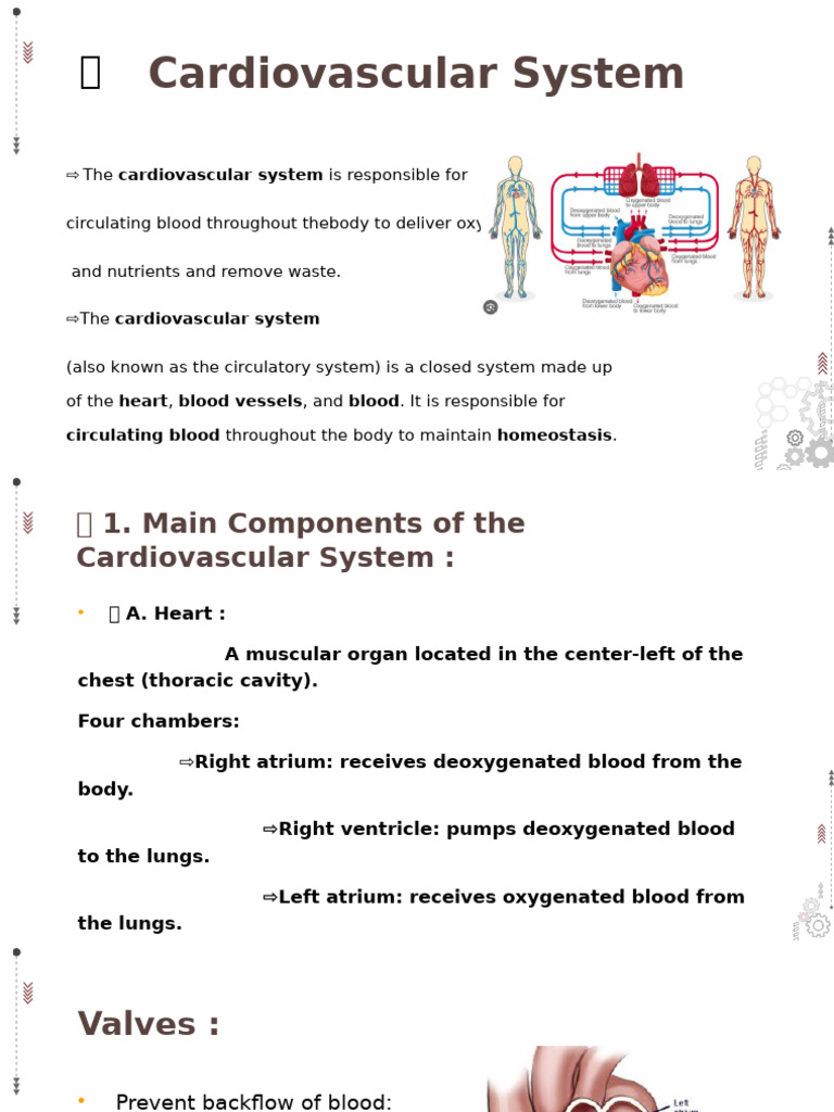 Cardiovascular System 1 1 | PDF | Circulatory System | Heart