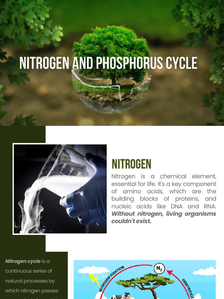 Nitrogen and Phosphorus Cycle Overview | PDF | Nitrogen | Nitrate