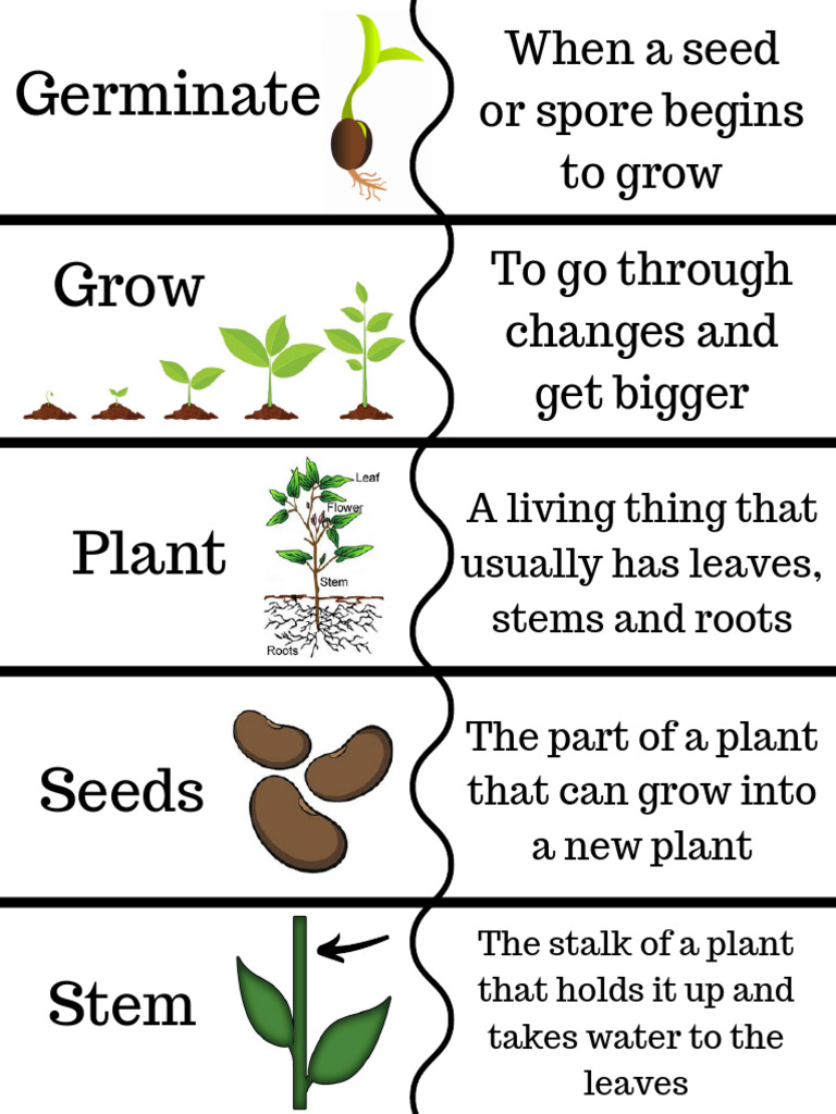 Germinate Grow | PDF