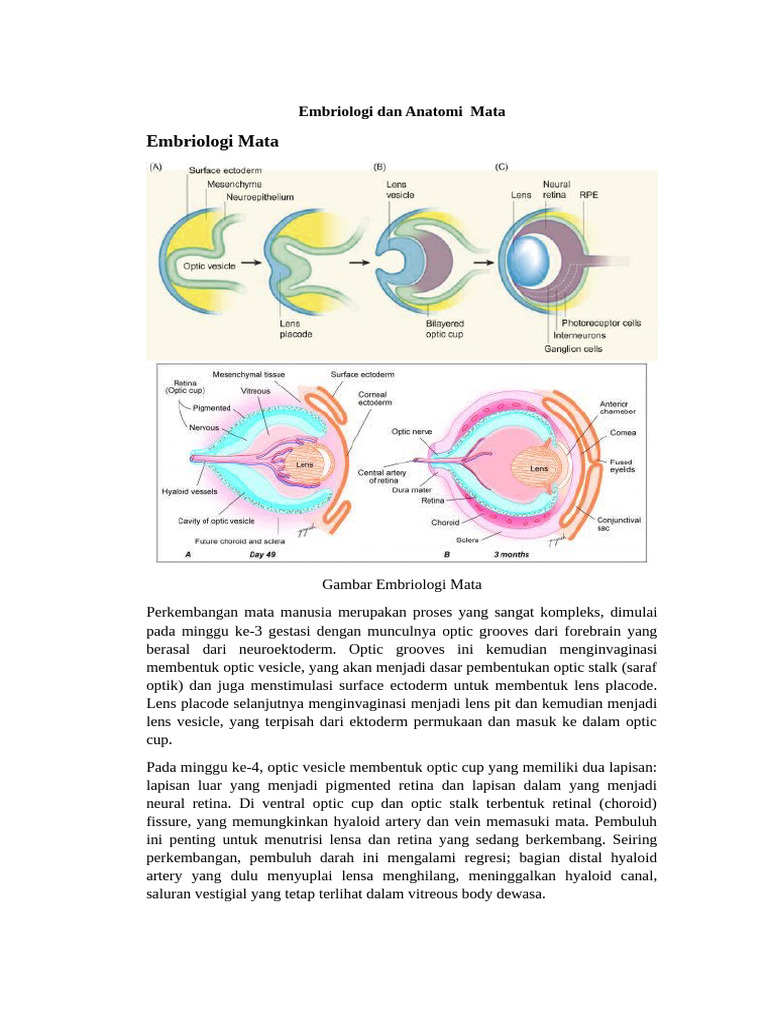 Embriologi Dan Anatomi Mata | PDF