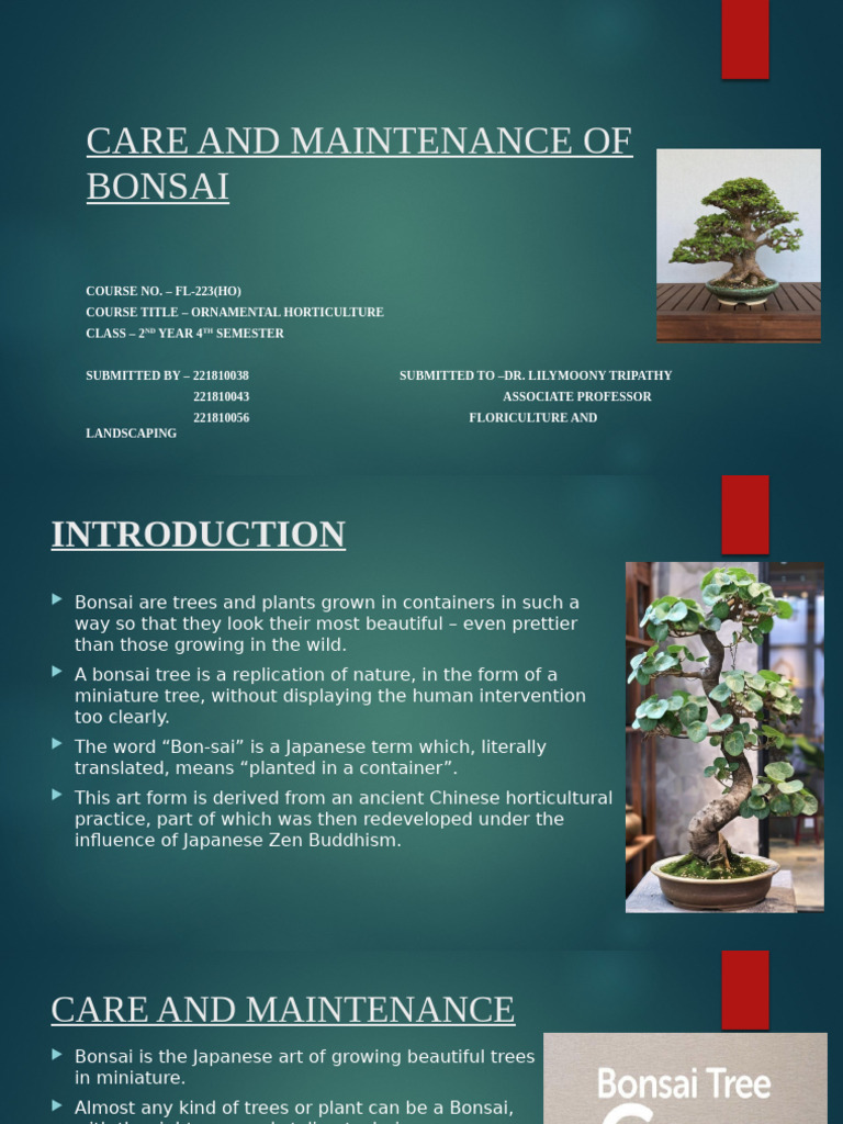 Bonsai Care and Maintenance Guide | PDF | Bonsai | Trees