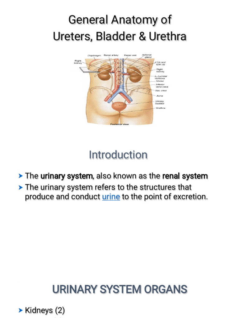 Ureter, Bladder, Urethra NOTE | PDF | Urinary System | Urination