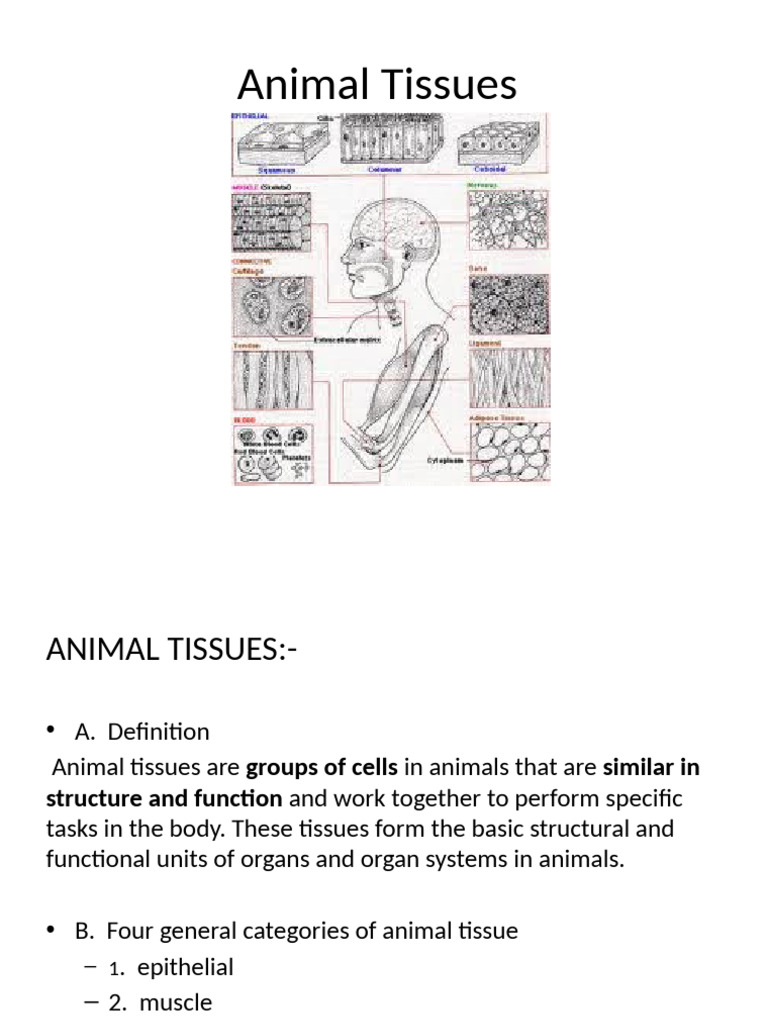 Overview of Animal Tissues Types | PDF