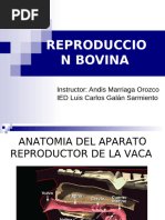 Aparato Reproductor Del Cerdo | PDF | Sistema reproductivo | Hormona ...