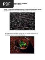 Proceso Productivo de la Yerba Mate | PDF | Semilla | Siembra