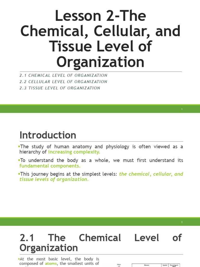 Lesson 2 - The Chemical, Cellular, and Tissue Level of Organization ...