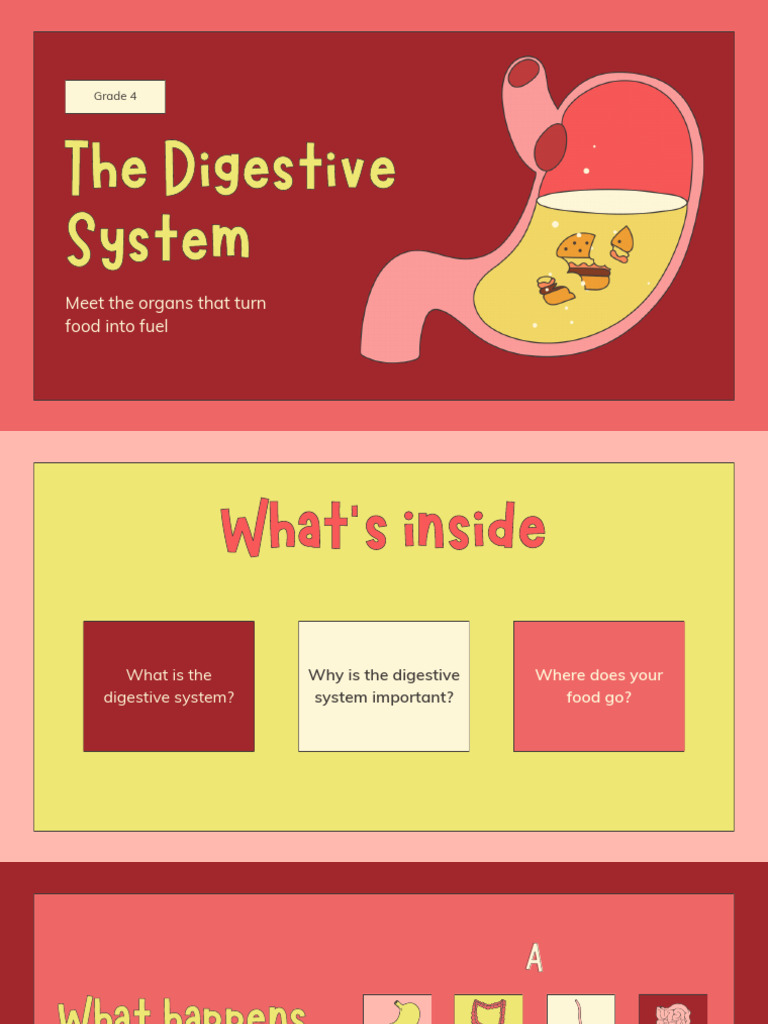 Digestive System Slides For Grade 4 | PDF | Digestion | Human Digestive ...