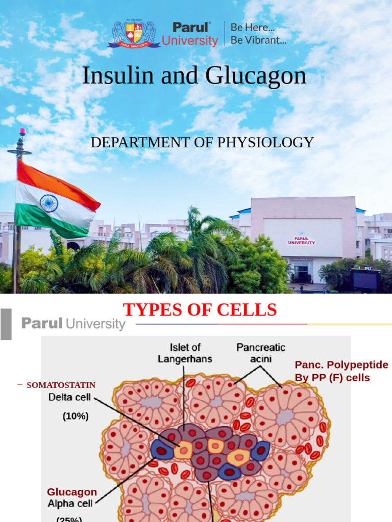 Insulin and Glucagon Overview | PDF | Insulin | Diabetes