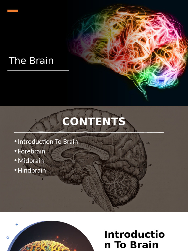 The Brain (Biopsychology) | PDF