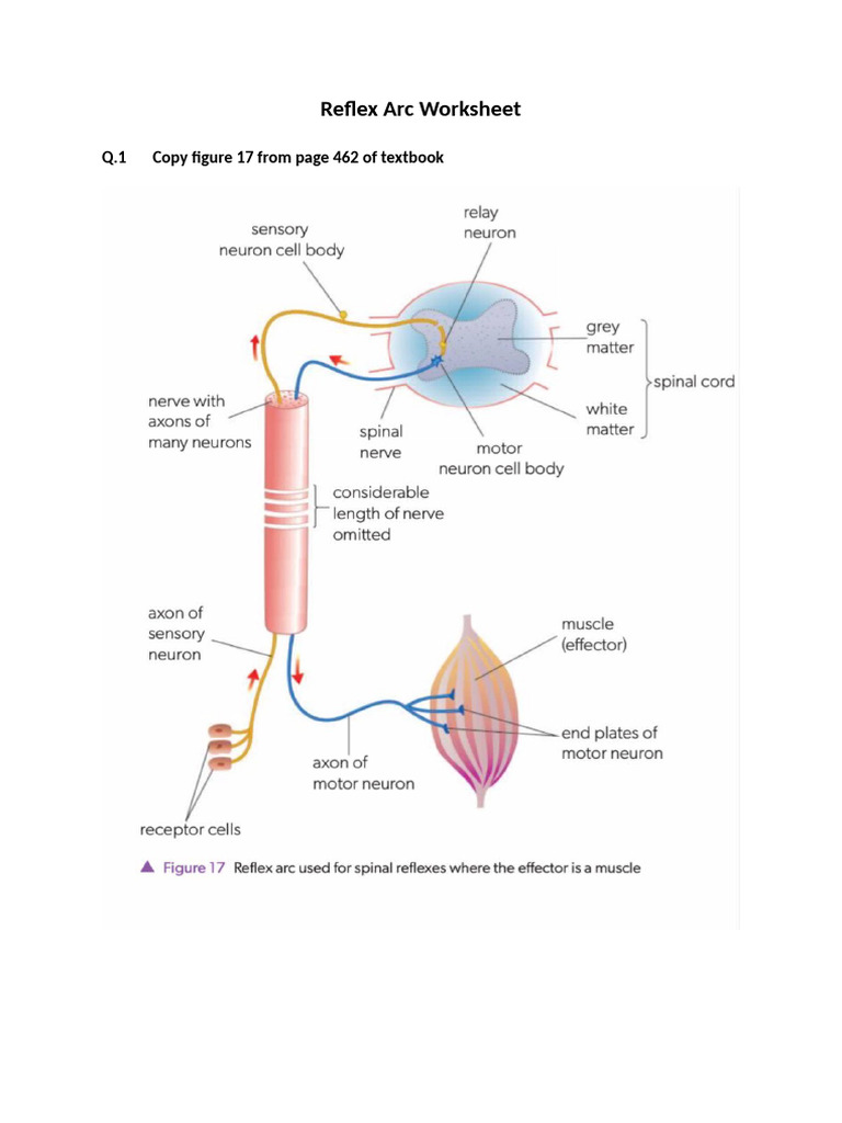 Reflex Arc Worksheet: Q.1 Copy Figure 17 From Page 462 of Textbook ...
