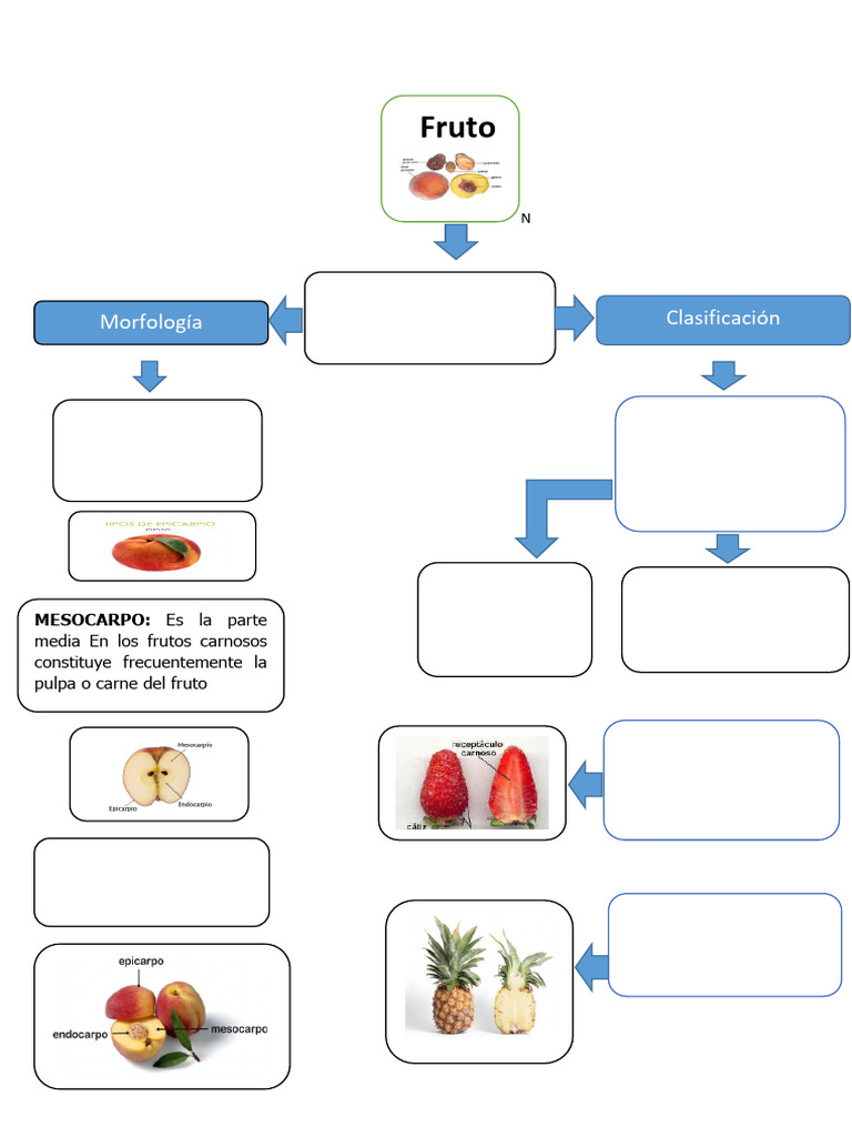 Partes del Fruto y su Clasificación | PDF