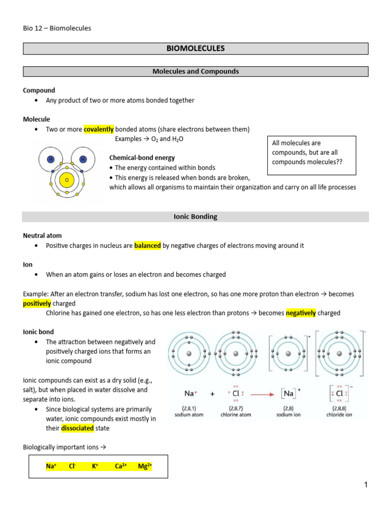 Understanding Biomolecules and Their Functions | PDF | Carbohydrates ...