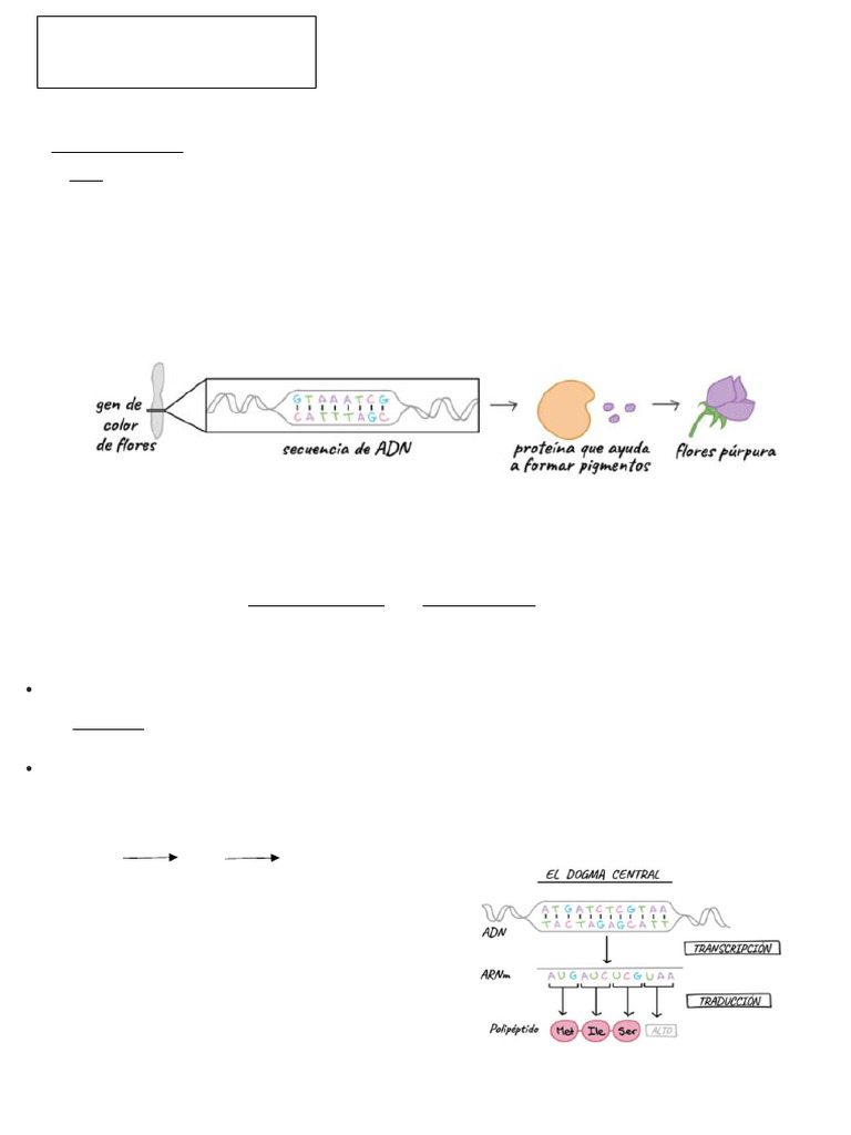 TP #10 Continuidad de La Vida | PDF | Rna | Adn